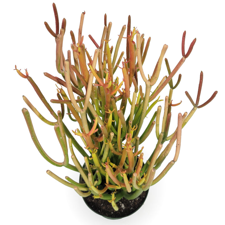 Arid Cacti & Succulents – Arrows Aim Greenhouse & Supply Co.