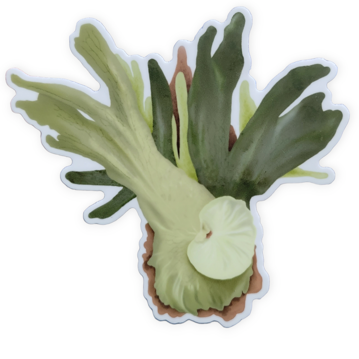 'staghorn fern' sticker – Arrows Aim Greenhouse & Supply Co.