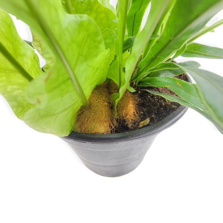 aglaomorpha coronans 'bear paw fern' – Arrows Aim Greenhouse & Supply Co.