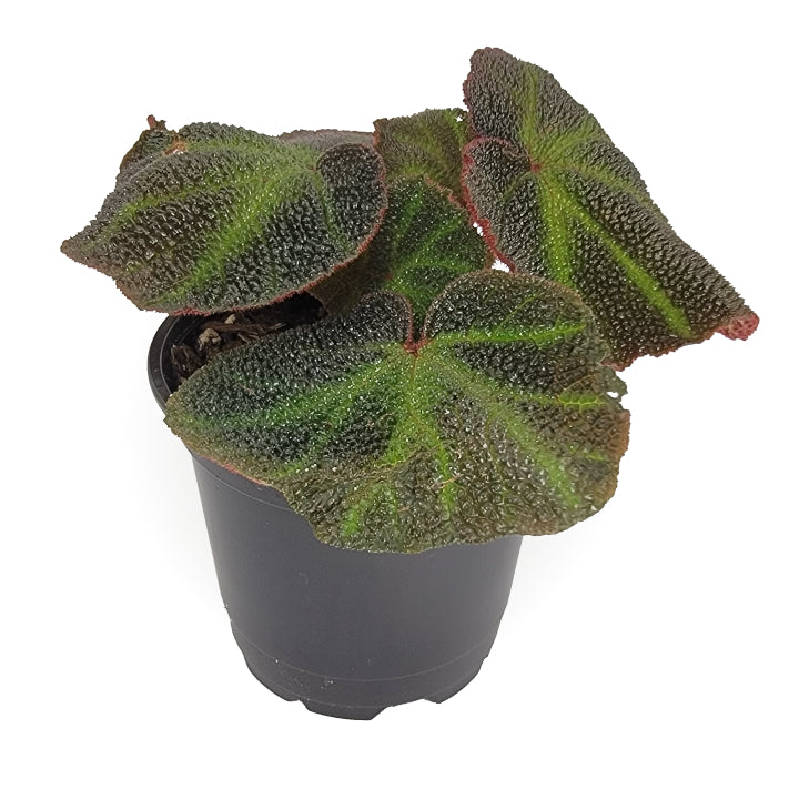 begonia soli-mutata 'sun changing begonia' – Arrows Aim Greenhouse ...