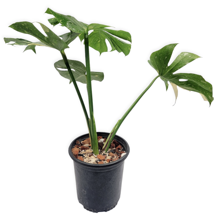 monstera 'thai constellation' – Arrows Aim Greenhouse & Supply Co.