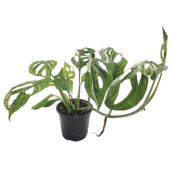monstera adansonii 'mint' – Arrows Aim Greenhouse & Supply Co.