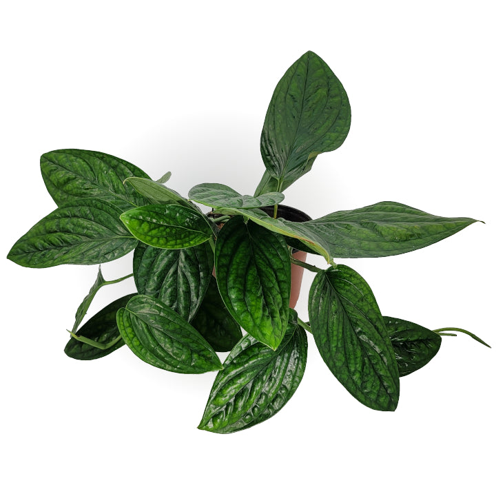 monstera peru – Arrows Aim Greenhouse & Supply Co.